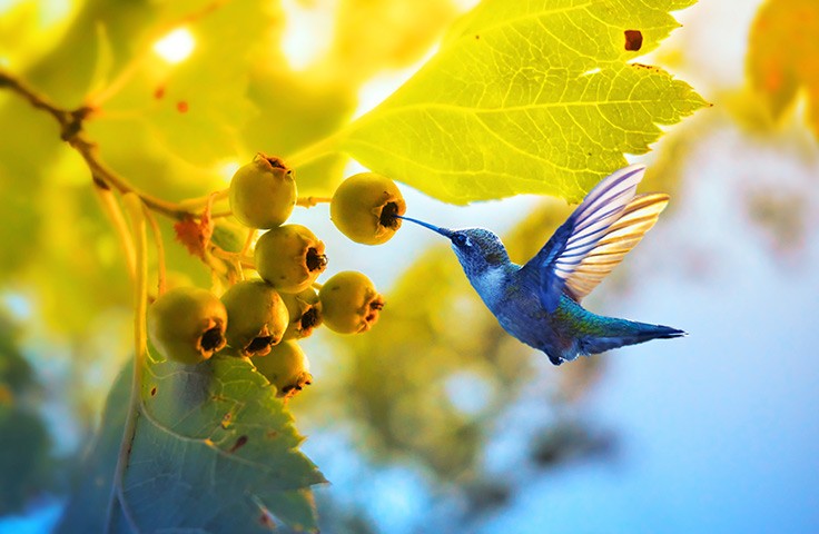 Doğadan İlham Alan Tasarımlar: Biyomimikri Nedir? | Garanti BBVA