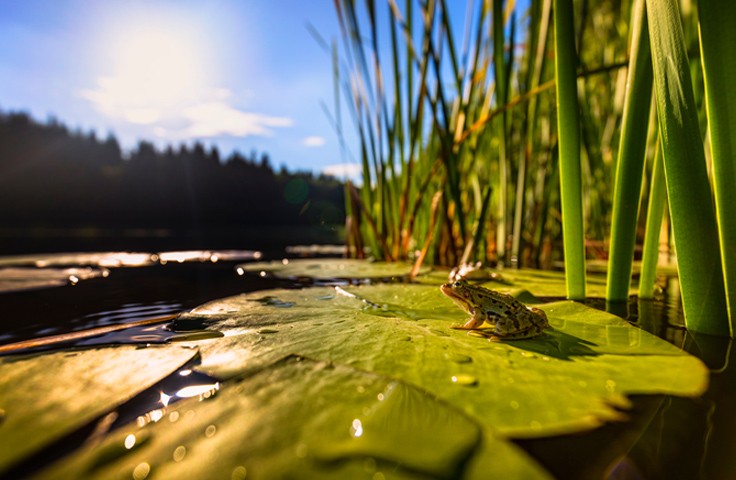 6 Maddede Ekosistem Nedir? | Garanti BBVA